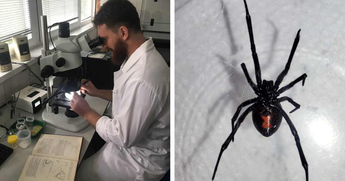 Smrteľne nebezpečný pavúk z USA sa objavil na Slovensku | Hlavný Denník
