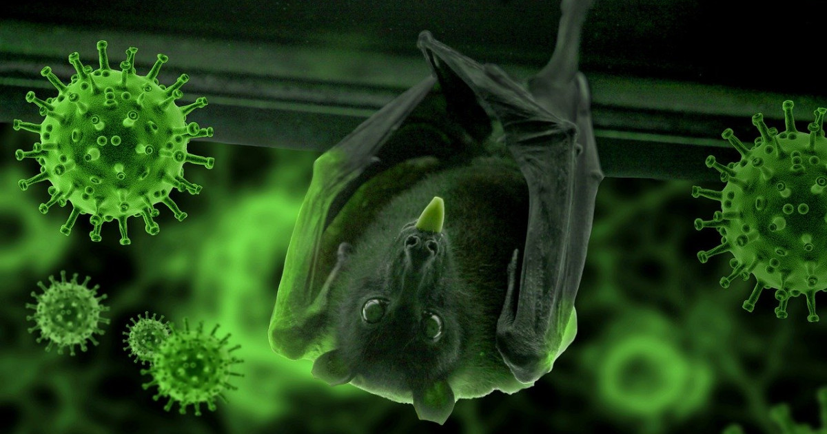Zasa ten netopier: Vedci objavili nový vírus a už varujú | Hlavný Denník
