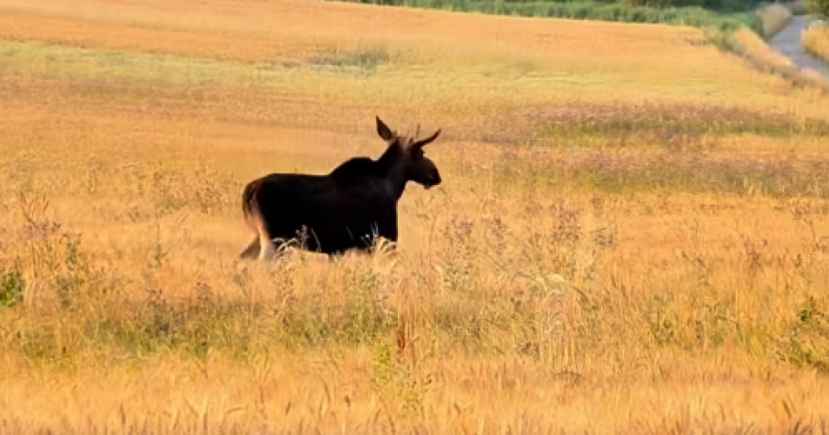Česko ho miluje, teraz mieri k nám! Los, ktorý pobláznil krajinu, mieri ...