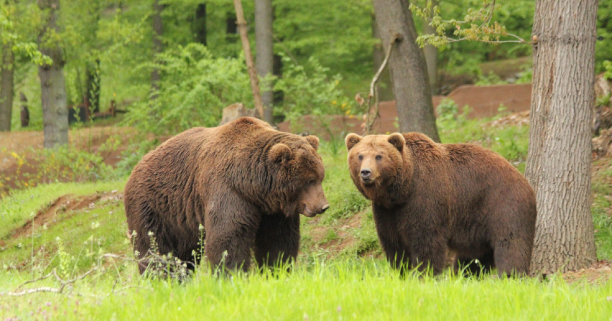 Pitva 57-ročného muža z Liptova preukázala, že zahynul po útoku medveďa ...