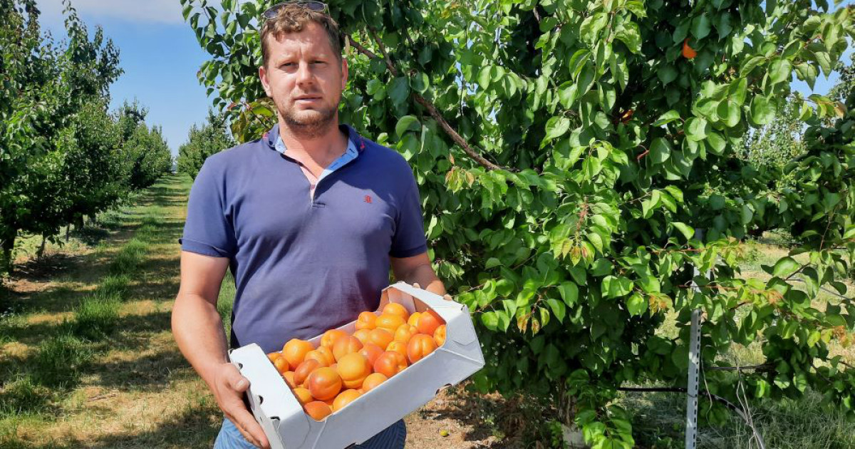 Pozor! Dnes sa začal samozber marhúľ. Nezdraželi, sú výborné a sladké ...