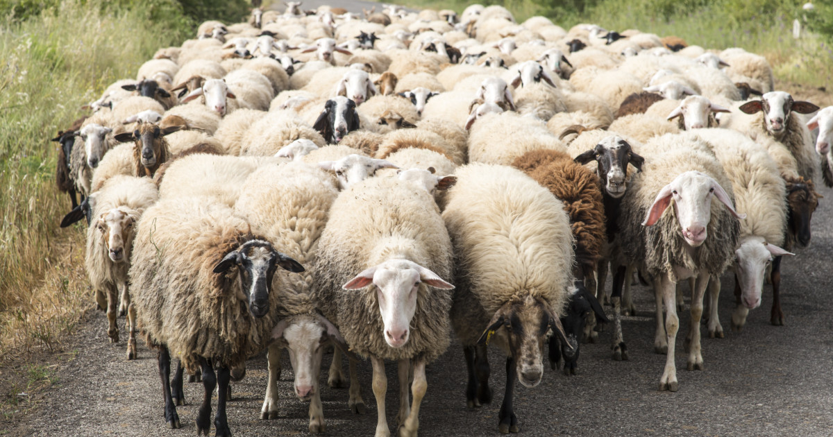 Chovateľom oviec sa v dôsledku klimatickej zmeny zvýšili náklady na ...