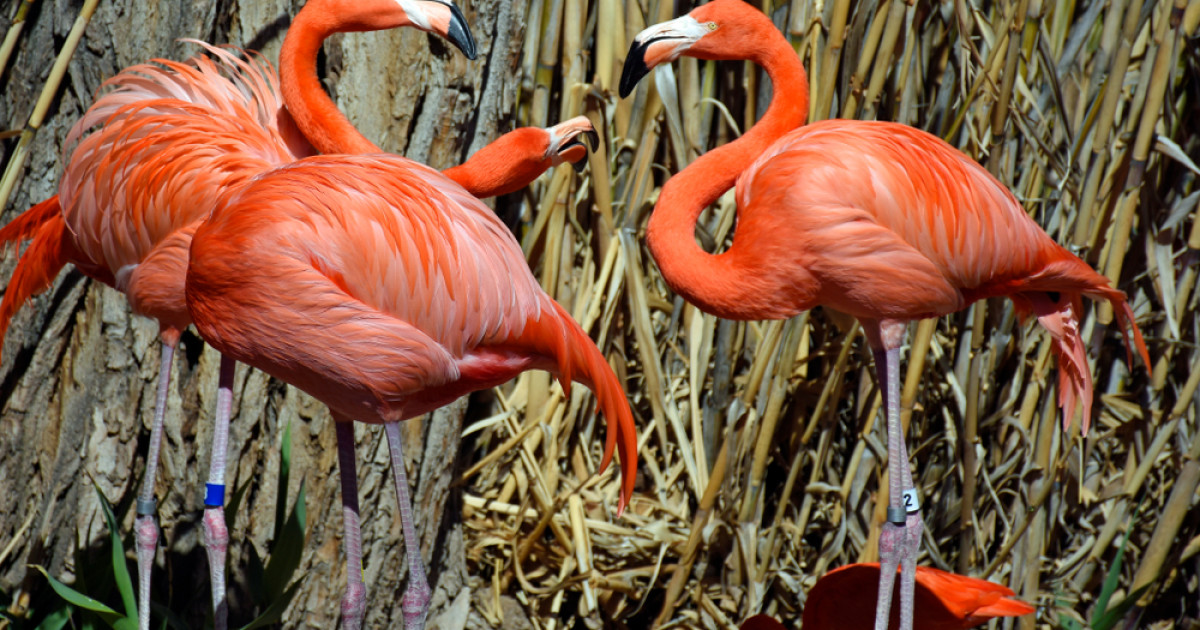 Plameniak ružový bude na Slovensku zaradený ako nový vtáčí druh ...