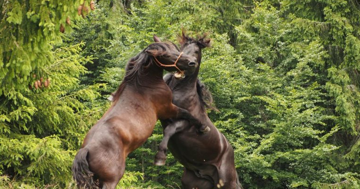 Norik muránsky vyhral! Zostáva na Muránskej planine | Hlavný Denník