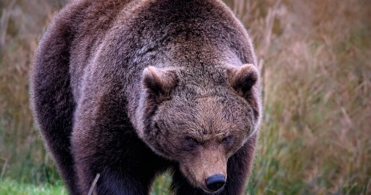 Medveď pri obci Višňové zaútočil na dvoch ľudí | Hlavný Denník