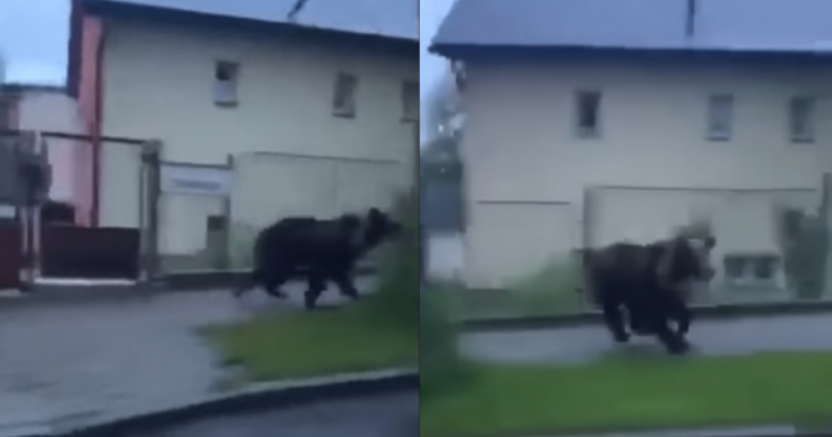 Video: V Ružomberku behal po chodníku medveď, takto zareagoval na ...