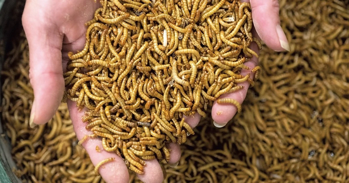 Zabudnite na hovädzie mäso! Budeme jesť MÚČNE ČERVY | Hlavný Denník