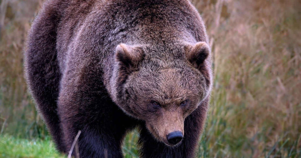 PREKVAPENIE pre televízny štáb: MEDVEĎ prišiel ako na požiadanie! (FOTO ...