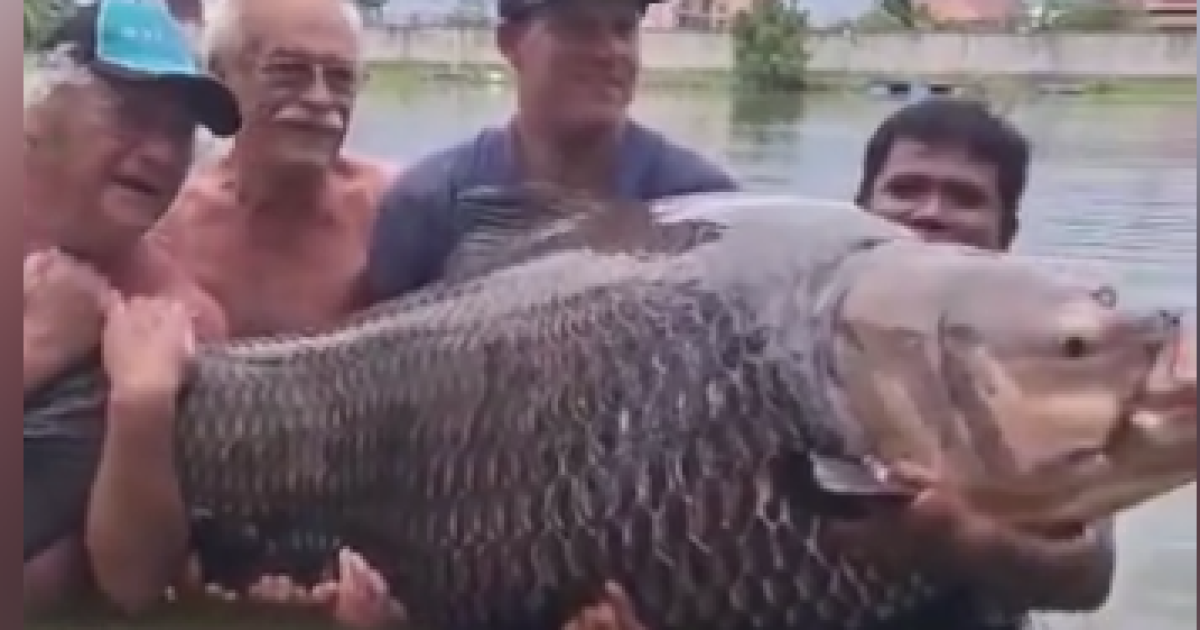 Muž na dovolenke ulovil rekordného kapra! Váhu mal 114kg | Hlavný Denník