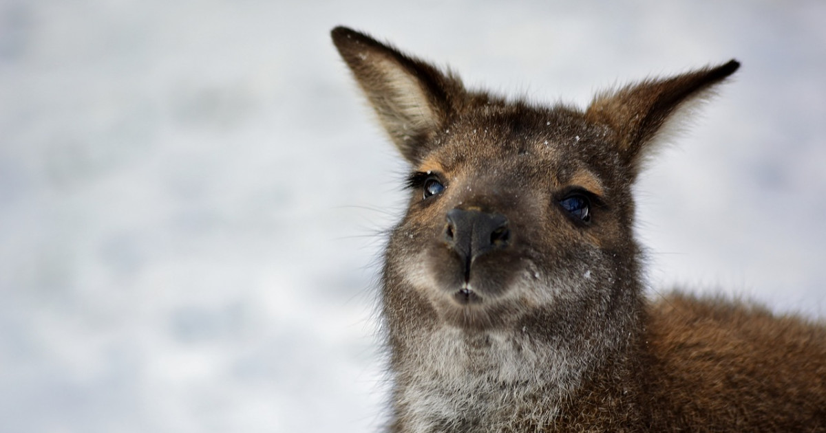 VIDEO BAVÍ INTERNET "Klokan liptovský" sa stáva na Slovensku celebritou ...