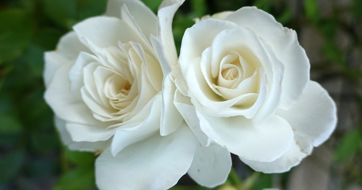 Pred štvrtkovým Dňom bielych ruží | Hlavný Denník