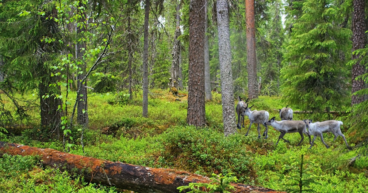 DO LESA UTIEKLI PRED ANTIKRISTOM! Šokujúci prípad zo Sibírskej tajgy ...