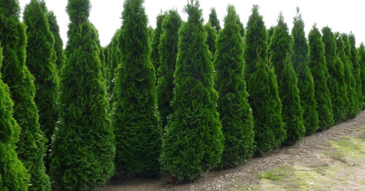 Vysychajú vám tuje? Odborníci majú zlú správu | Hlavný Denník